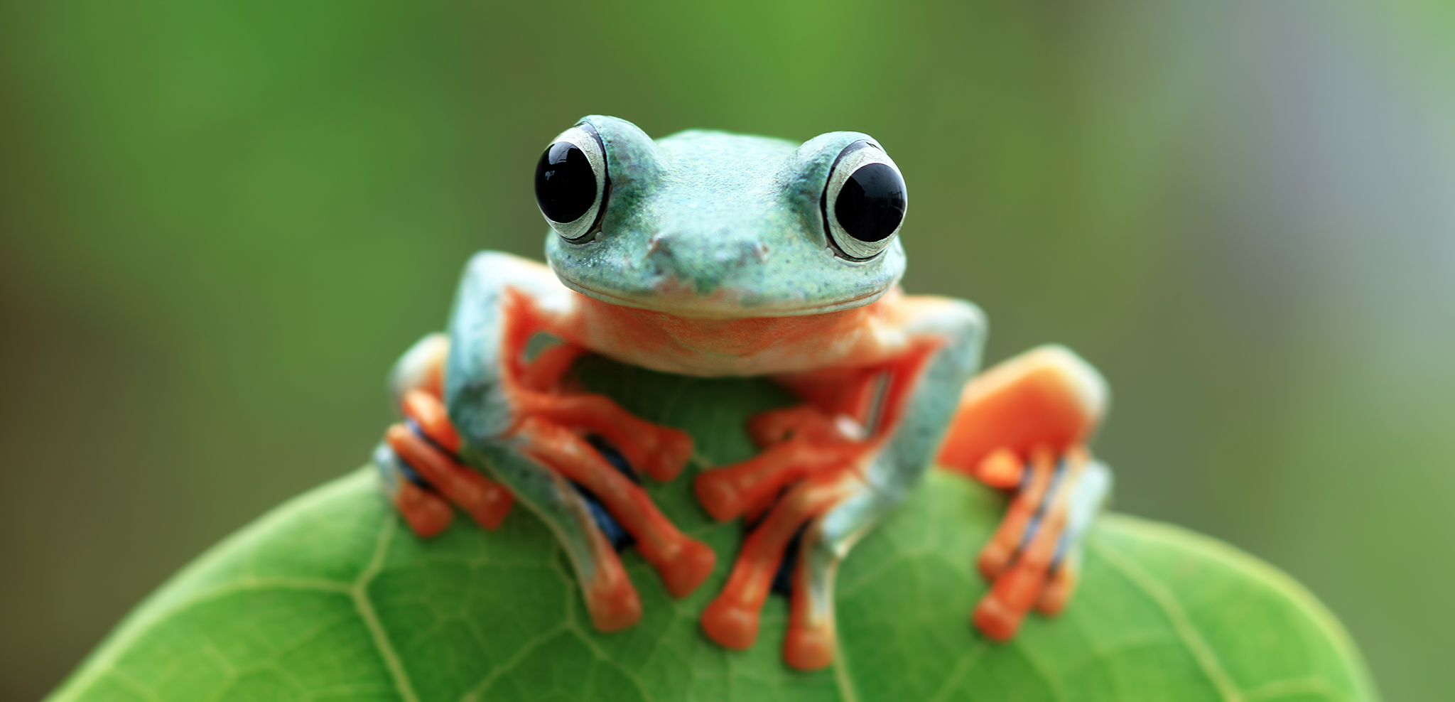 Doing Frog Jump Exercises Right A Simple Guide